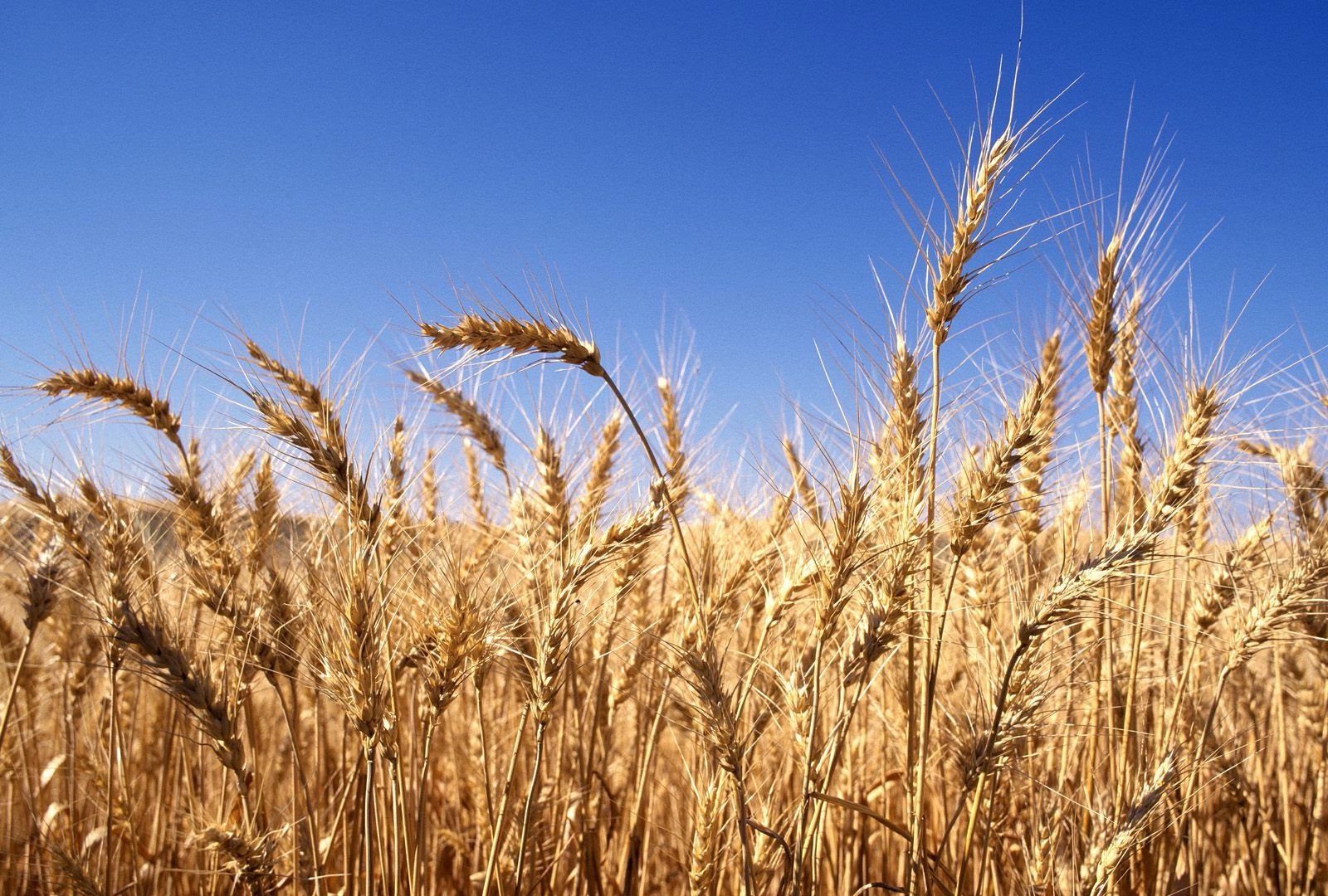 Lúa mạch cháy đen vì chẳng chịu cúi đầu và bài học sâu sắc cho hội nhân ...