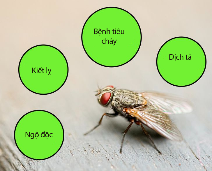 Hãy xem điều gì thực sự xảy ra khi một con ruồi đậu trên thức ăn của bạn