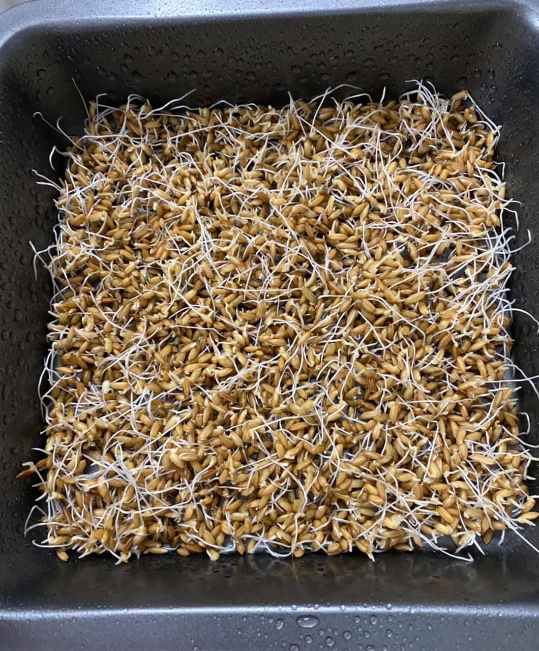 Cách tự làm mạch nha tại nhà đơn giản dễ dàng