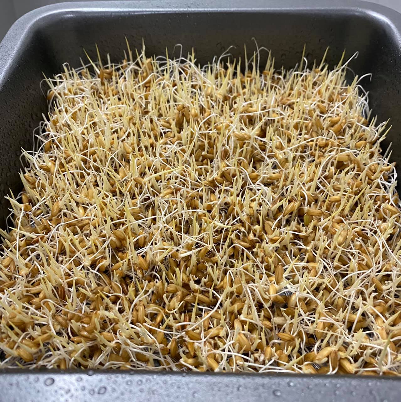 Cách tự làm mạch nha tại nhà đơn giản dễ dàng