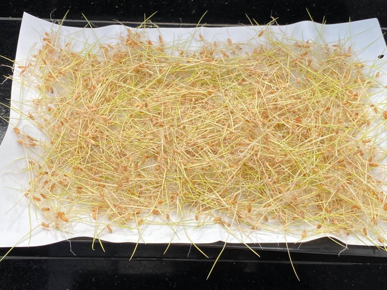 Cách tự làm mạch nha tại nhà đơn giản dễ dàng