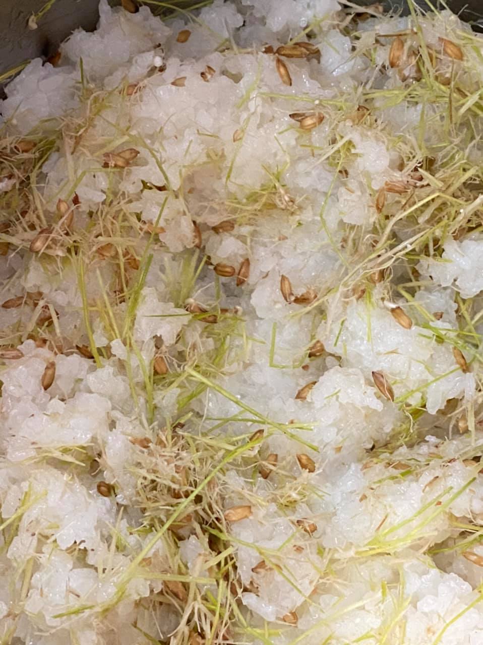 Cách tự làm mạch nha tại nhà đơn giản dễ dàng