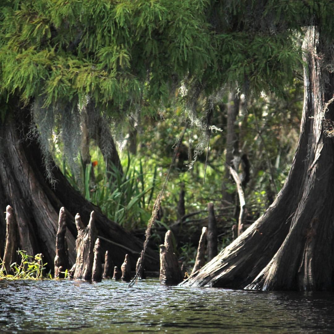 Bí ẩn đầm lầy gắn với lời nguyền của "hồn ma nữ vương"