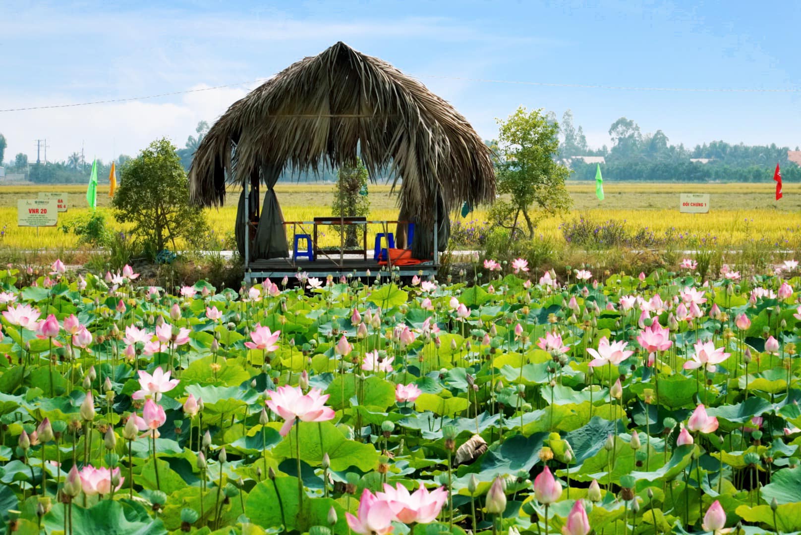 Cánh đồng sen ở Đồng Tháp đang vào mùa nở rộ mà còn miễn phí vé vào ...