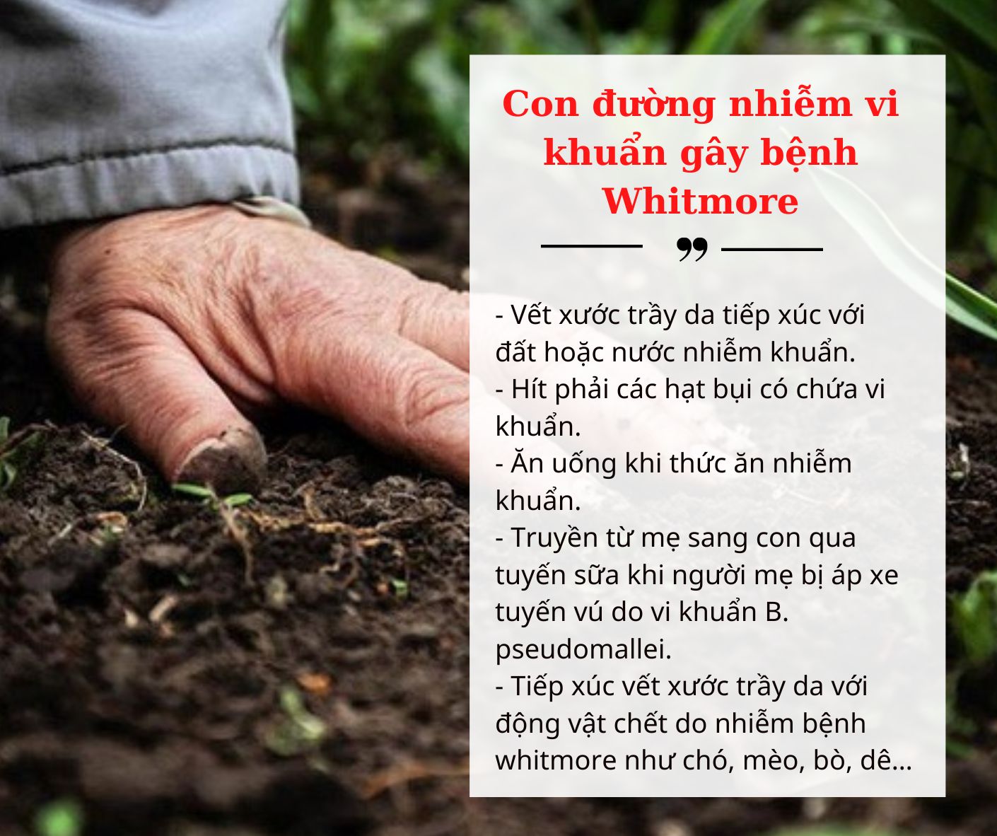 Bệnh Whitmore nguy hiểm như thế nào, có lây truyền không?