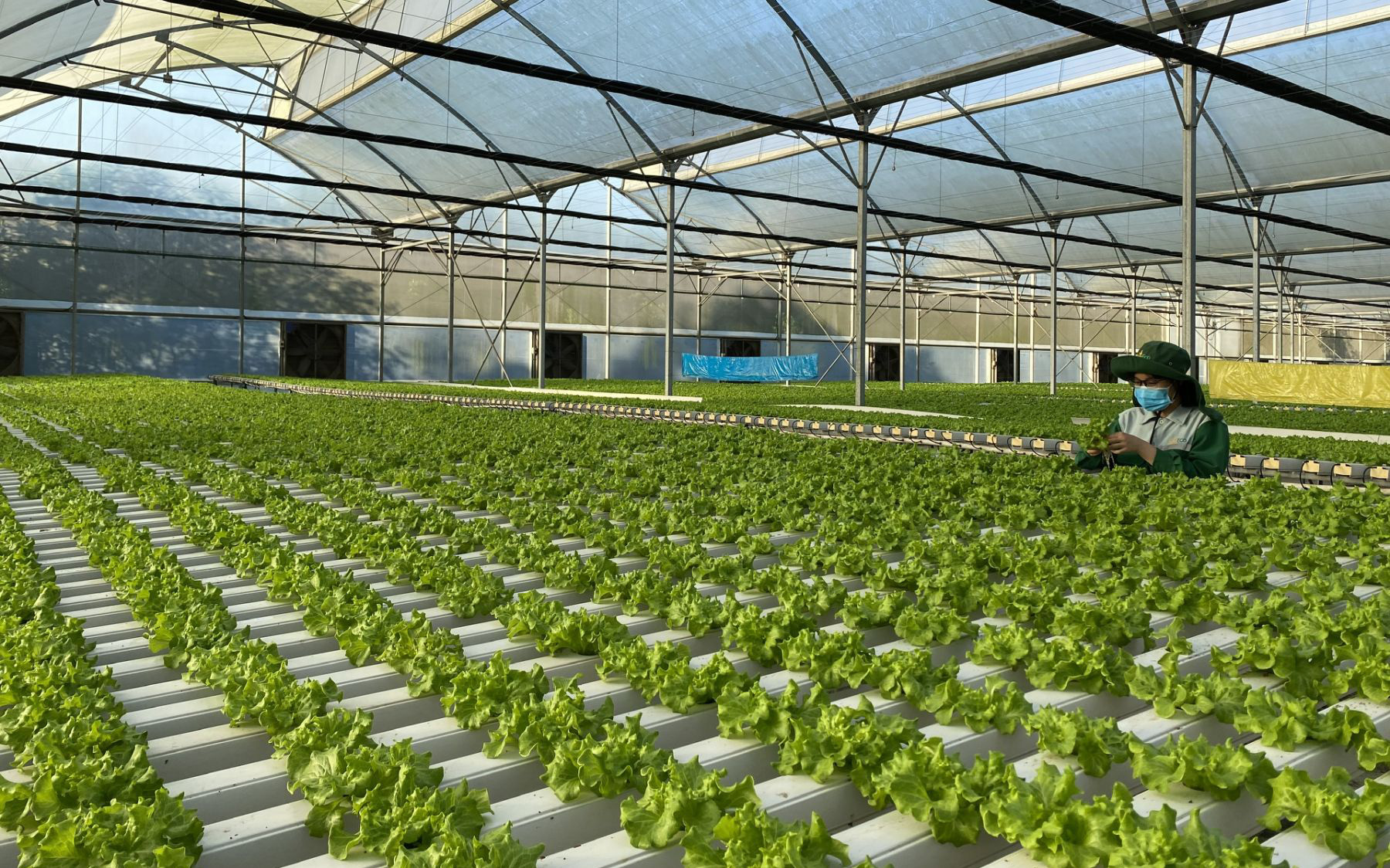 Rau củ ăn ngay tại vườn: WinEco thay đổi khái niệm rau sạch với bà nội trợ