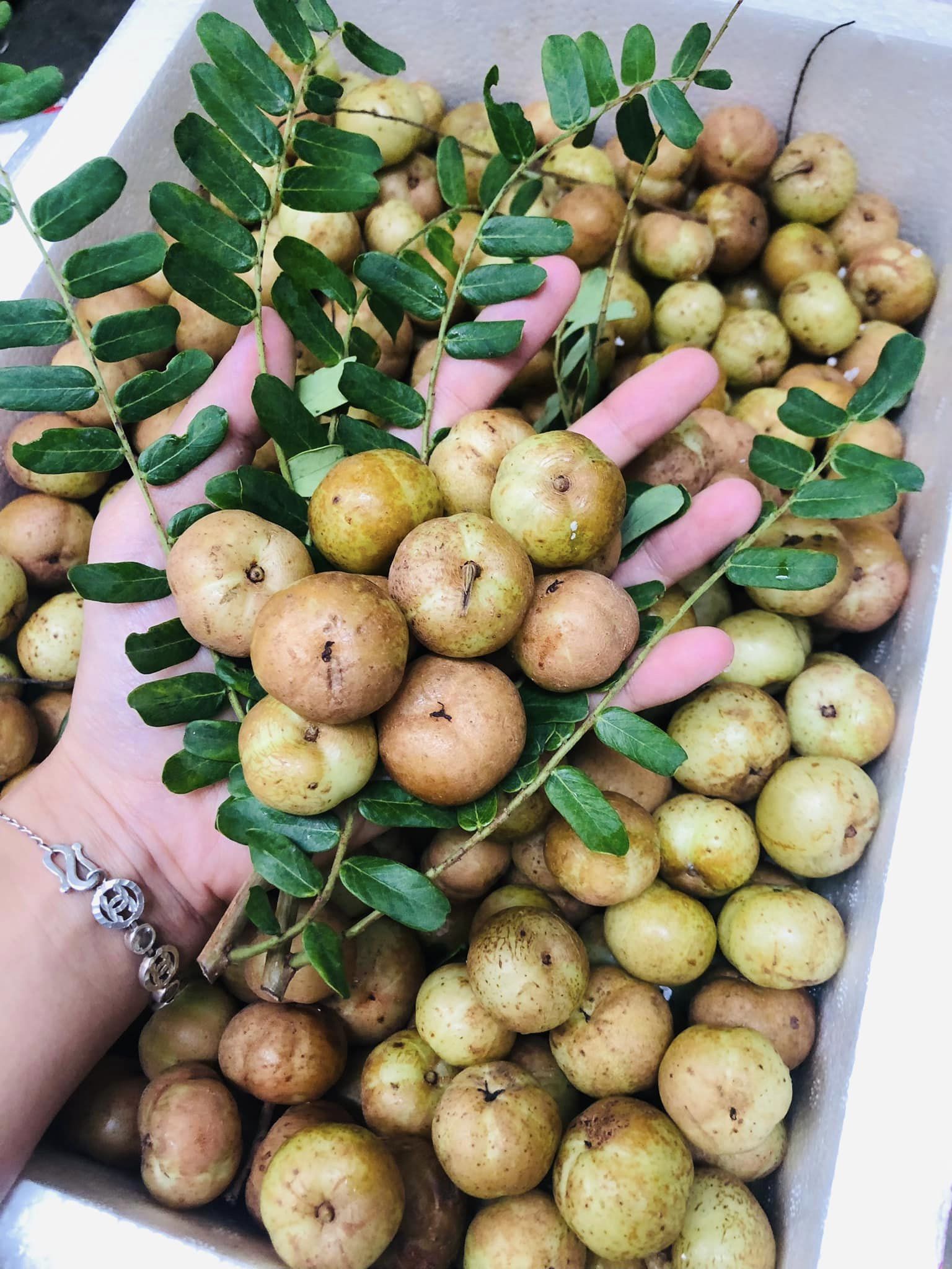 Không phải lê hay táo, mắc kham mới là thần dược bổ phổi và xương khớp