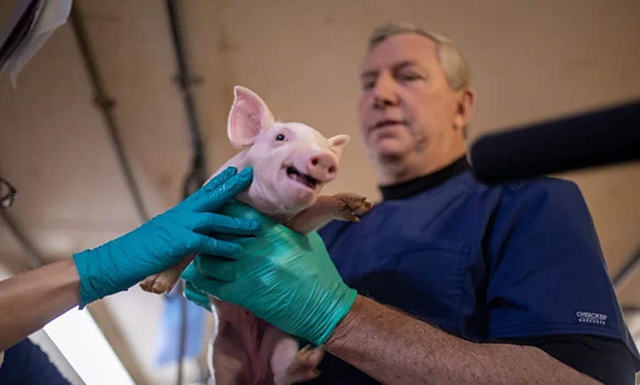 Lai tạo lợn biến đổi gen mở ra hy vọng cấy ghép nội tạng