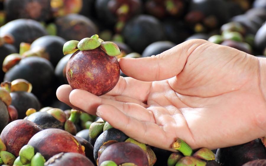 Cách chọn măng cụt nhiều múi, cùi dày không bị vàng nhớt