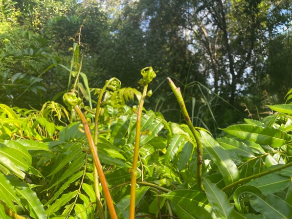 Đọt choại: Rau dại mùa mưa do thiên nhiên ban tặng người dân miệt đồng