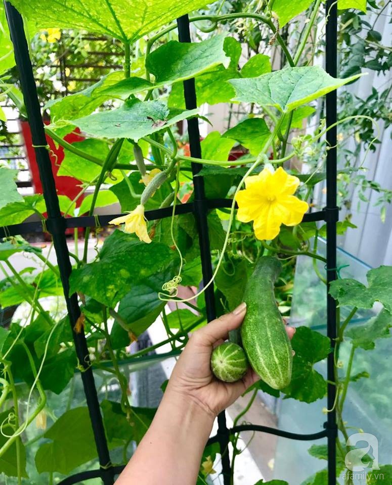 Người phụ nữ tự lên ý tưởng cải tạo, thiết kế khu vườn sân thượng rộng ...