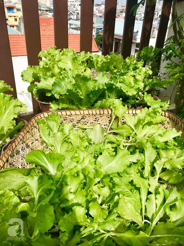 Người phụ nữ tự lên ý tưởng cải tạo, thiết kế khu vườn sân thượng rộng ...