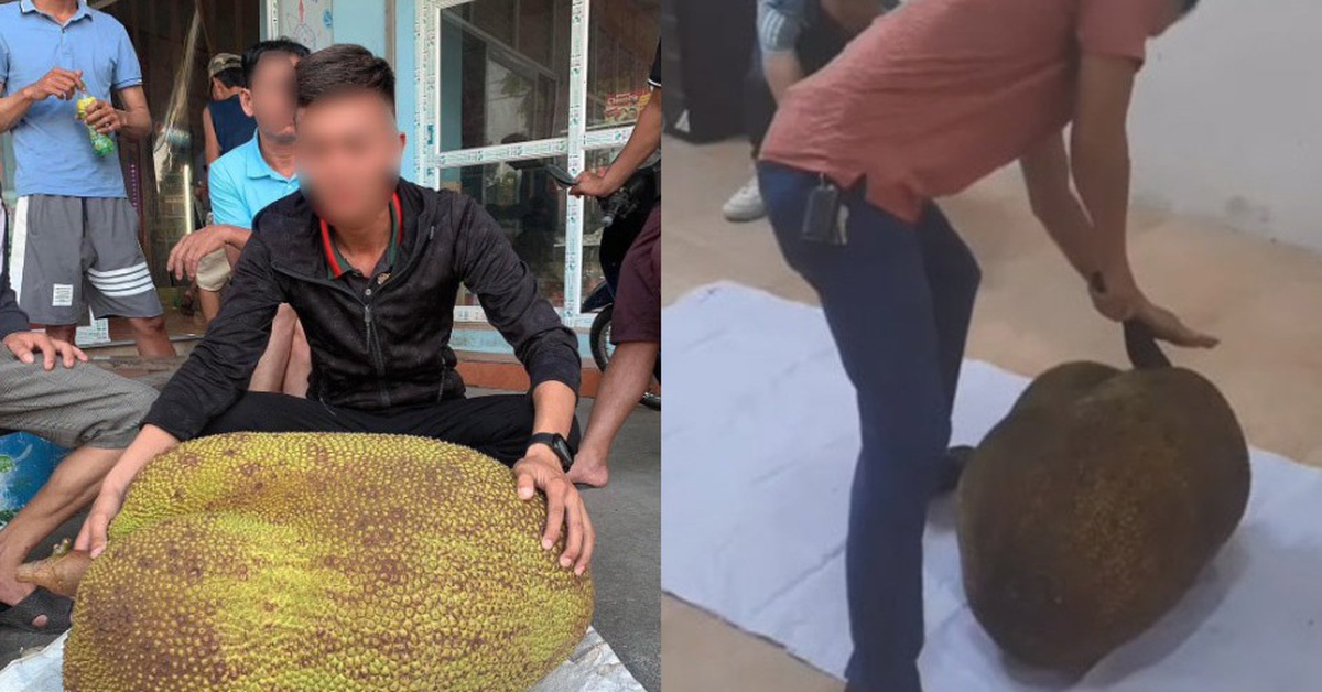 Bên trong quả mít 56kg ở Lạng Sơn: Tiết lộ thú vị từ người vinh dự được ...