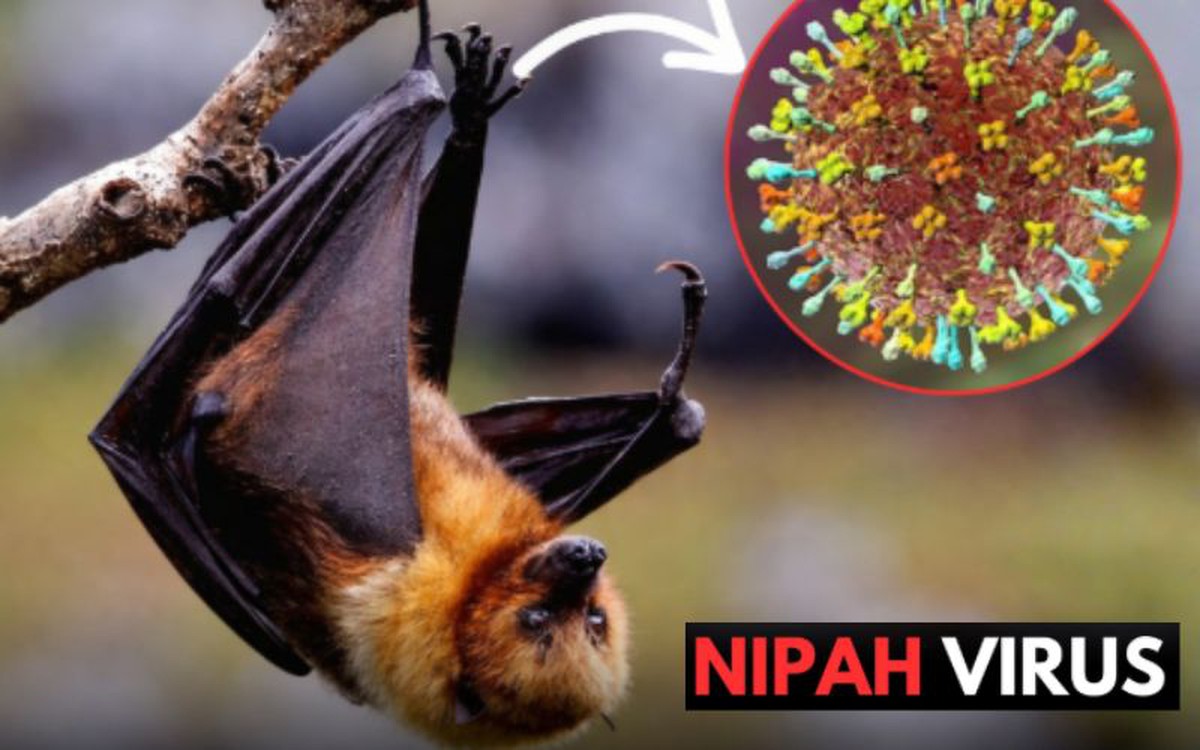 Virus Nipah bùng phát tại Ấn Độ và cảnh báo sức khỏe toàn cầu