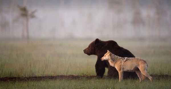 Chuyện tình kì lạ của chàng gấu nâu và nàng sói xám, quấn quýt bên nhau ...