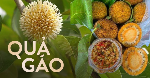 Quả gáo - đặc sản chỉ có ở Ninh Bình hoặc miền Tây, giá 120.000/kg mà ...