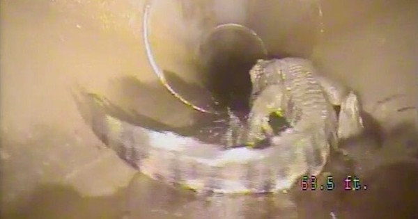 Tìm thấy 'quái vật' dưới cống ngầm, ngoại hình khiến ai nhìn cũng kinh sợ