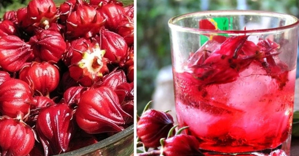 Ai không nên uống atiso?