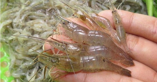 Phân biệt con tôm và con tép