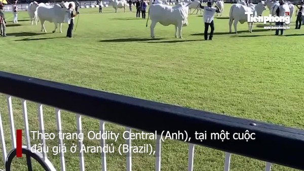 Con bò đắt nhất thế giới, giá hơn trăm tỷ đồng có gì đặc biệt | aFamily