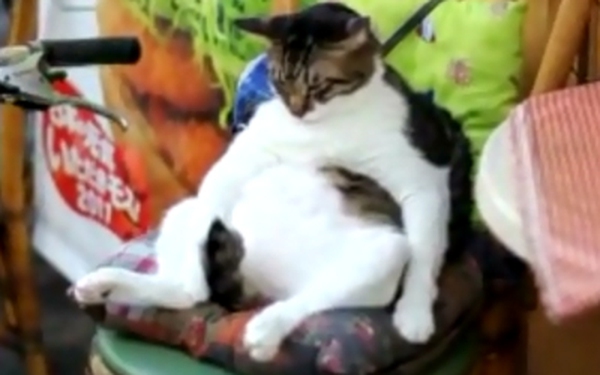 Mèo béo được các fan ùn ùn vây quanh