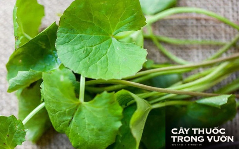 Rau má đắt gấp 2 lần rau muống, bổ như "nhân sâm tự nhiên"