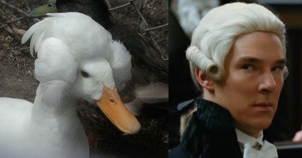 Giống vịt độc lạ sở hữu "tóc tai" như thẩm phán thế kỷ 18