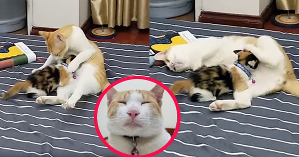 Mèo "công công" tình nguyện làm bảo mẫu, nhìn bộ mặt phê pha khi cho ...