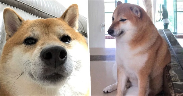 Sự thật về chó shiba béo mầm bị cả thế giới chế ảnh cười cợt