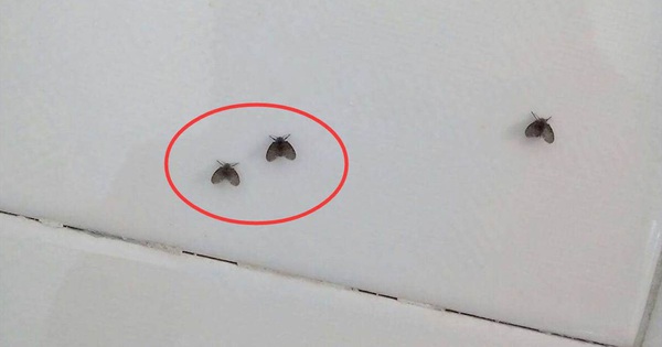 Những con bọ đen nhỏ khó chịu này xuất hiện, bạn nên áp dụng ngay 3 mẹo ...