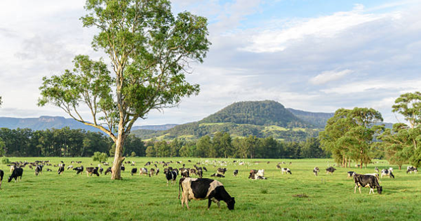 Thương hiệu sữa Úc Kinns Dairy và hành trình chinh phục người tiêu dùng ...