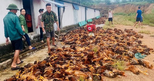 Người dân chung tay "giải cứu" 8.000 con gà chết ngạt