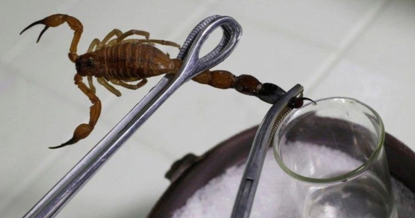 Tinh chất bọ cạp có trị được ung thư?