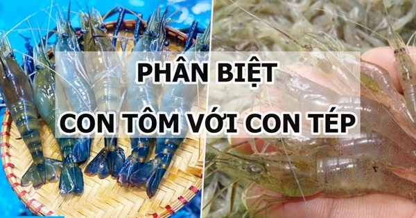 Phân biệt con tôm với con tép như thế nào?