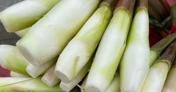 Đặc sản "sâm trong nước": Giàu vitamin, nghèo calo, giúp giảm cân, làm ...