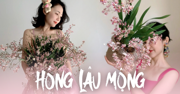 Lan vũ nữ hồng lâu mộng: Hoa đẹp, thơm ngát cho người mệnh Thổ