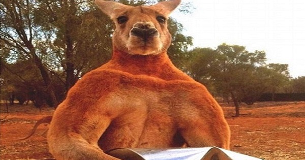 Cười vỡ bụng với chú kangaroo có cơ bắp như lực sĩ gây sốt trên mạng