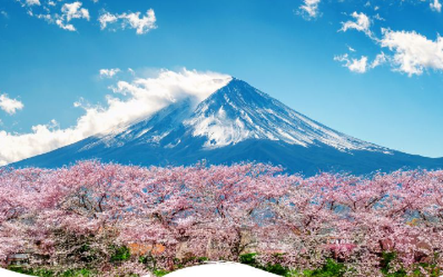 Khám phá Tranh vẽ núi Phú Sĩ và hoa anh đào Với sự phong phú và độc đáo